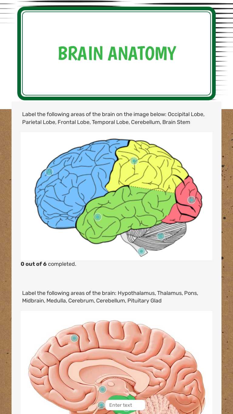brain-anatomy-interactive-worksheet-by-wendy-hilburn-wizer-me