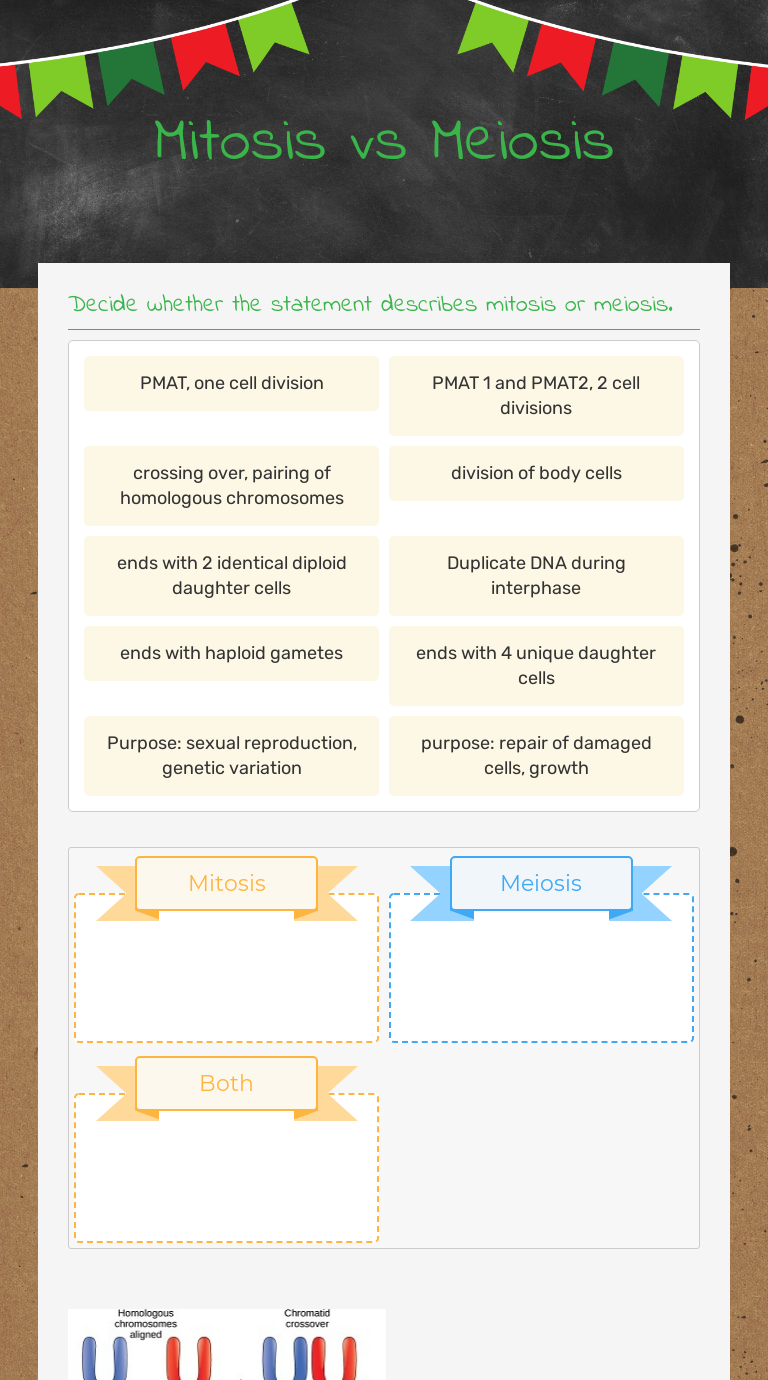 Mitosis Vs Meiosis Worksheet