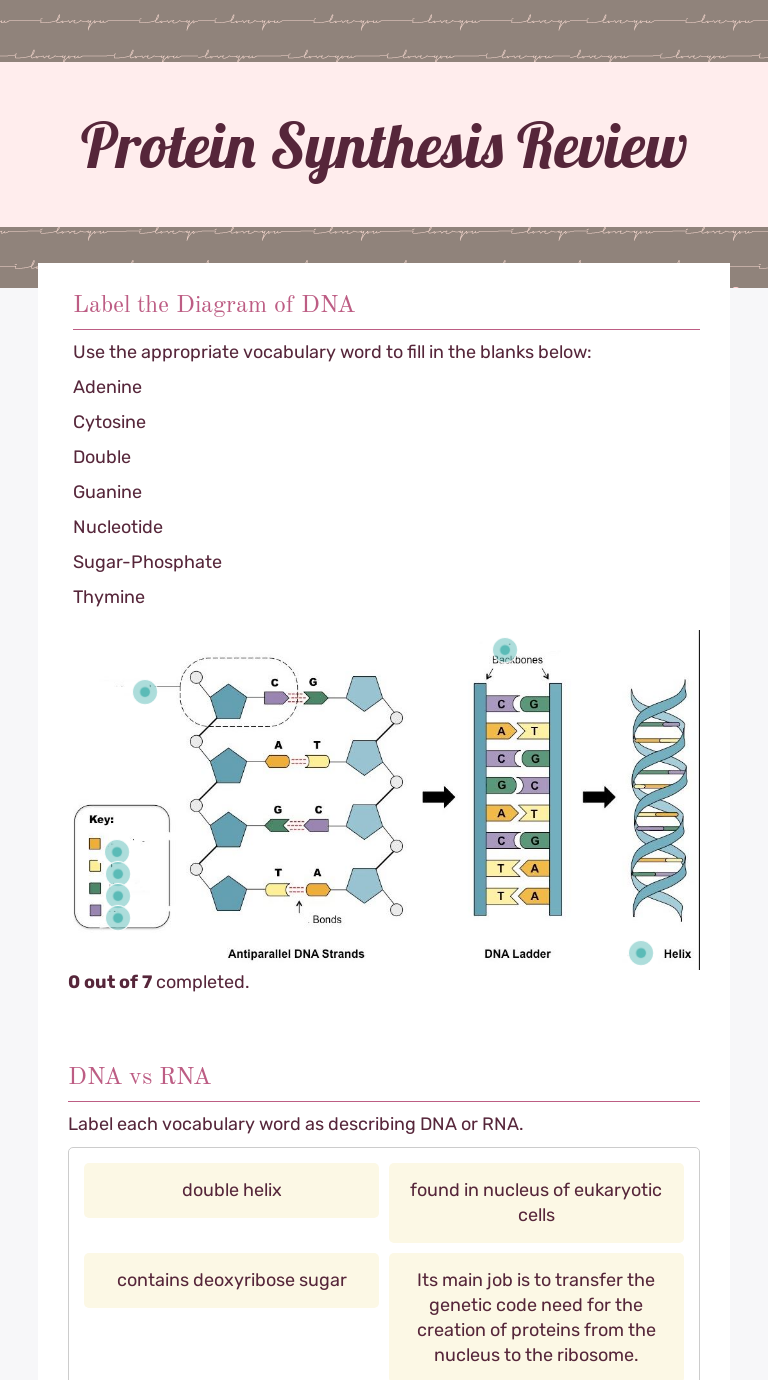 Protein Synthesis Diagram Worksheet