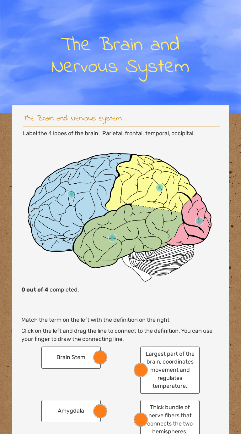 Nervous System Brain Worksheet
