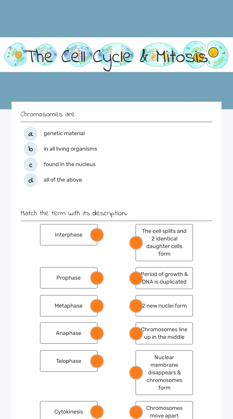 Cell Cycle Worksheet Middle School