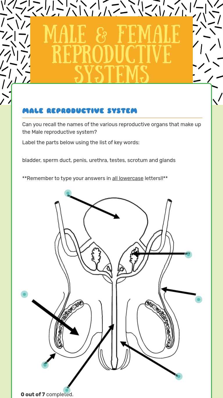 Male & Female Reproductive systems worksheet