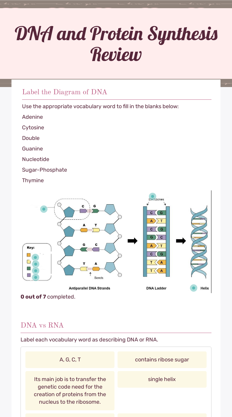 Protein Synthesis Review Diagram Worksheet