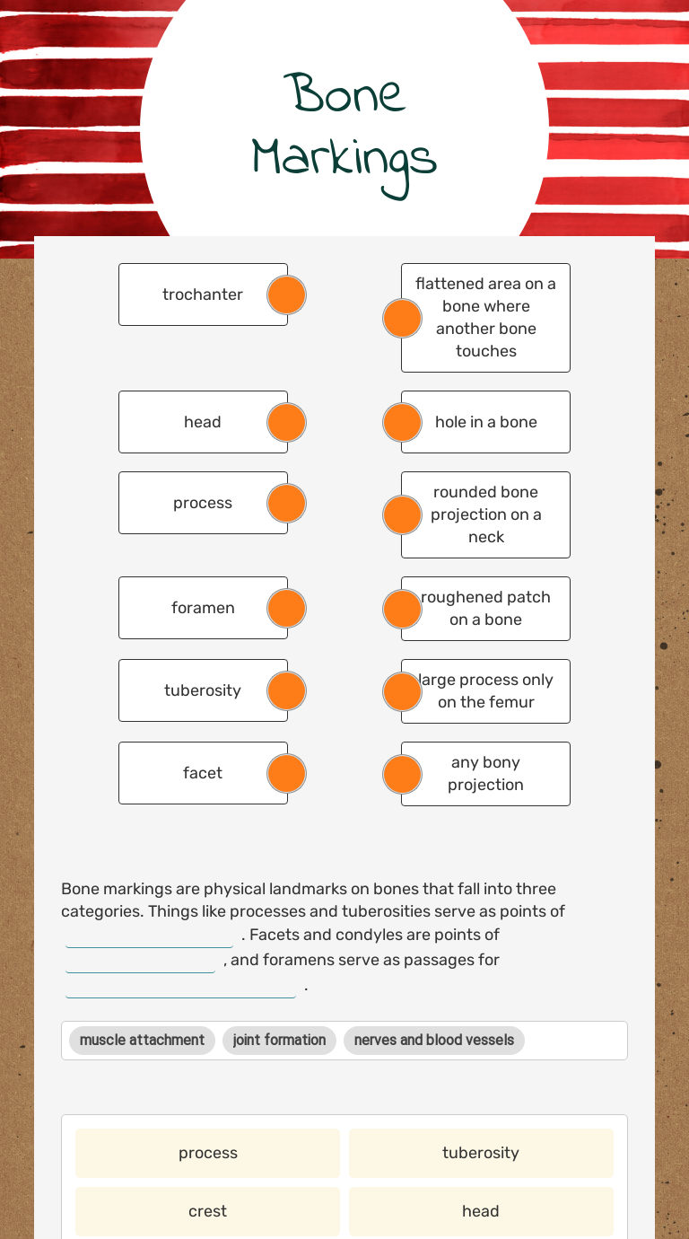 Landmarks And Bone Markings Chart