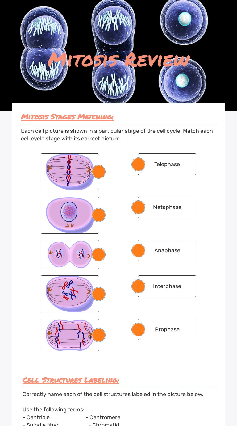 Mitosis Review | Interactive Worksheet by Heidi Nerud | Wizer.me