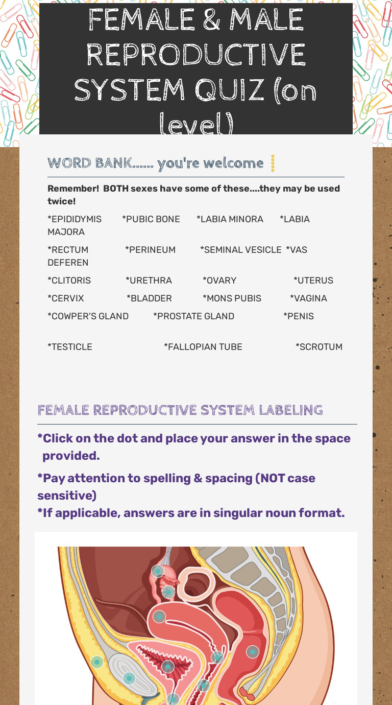 Female And Male Reproductive System Quiz