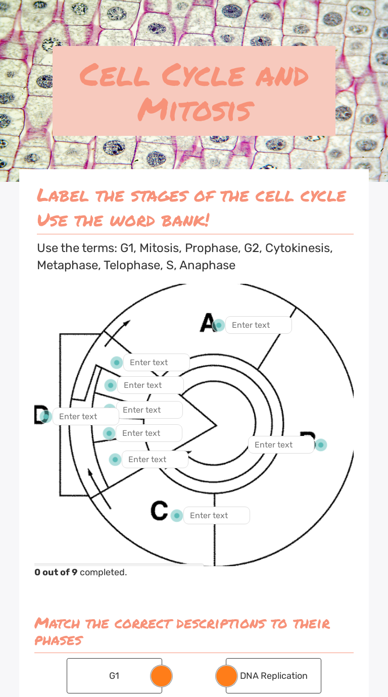 Unlock cell division secrets! Label cell cycle stages and understand ...