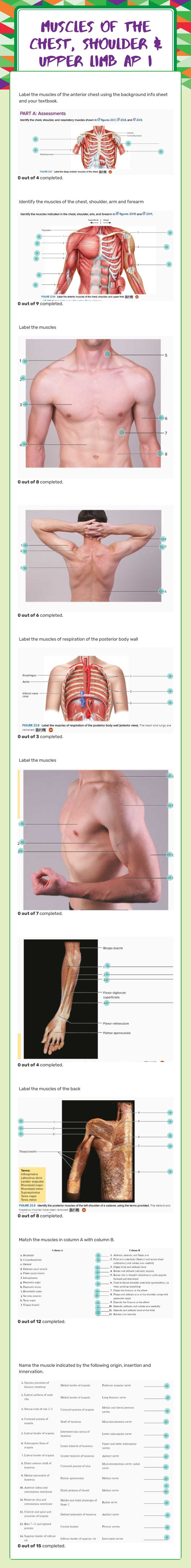 Muscles of the CHest, Shoulder & Upper limb AP I by Leslie Walker ...