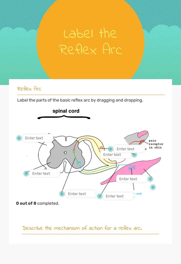 Label the Reflex Arc by Anastasia Smith | Interactive Worksheet | Wizer.me