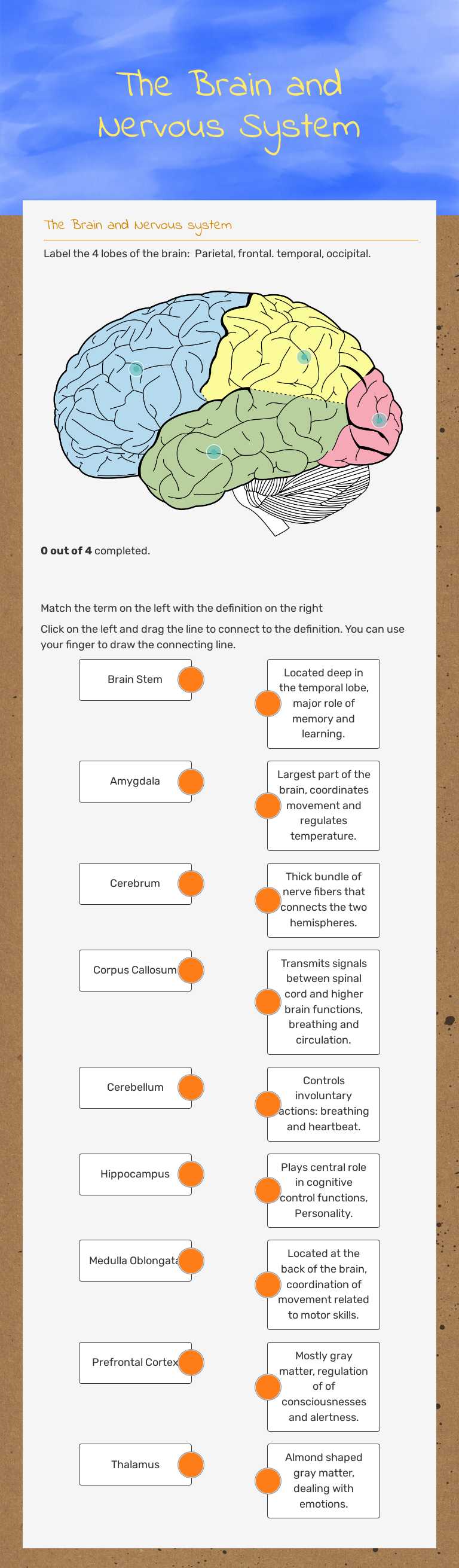 Explore the brain! Label lobes and match key parts to their functions ...
