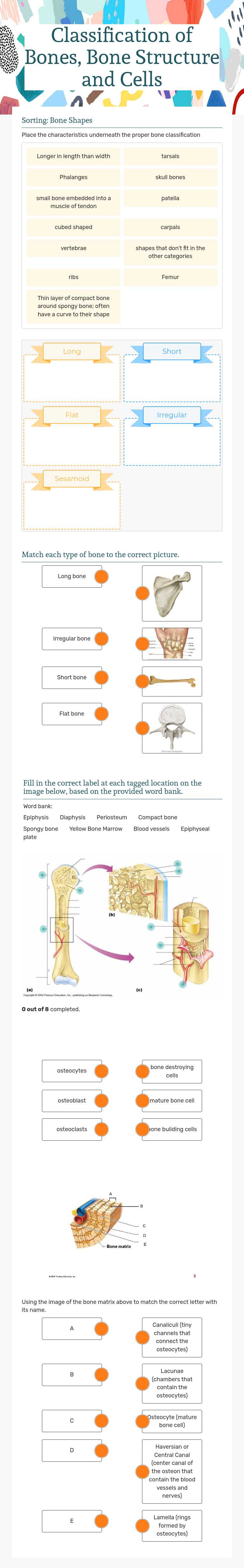 Master bone classification and structure! Identify bone types, parts ...