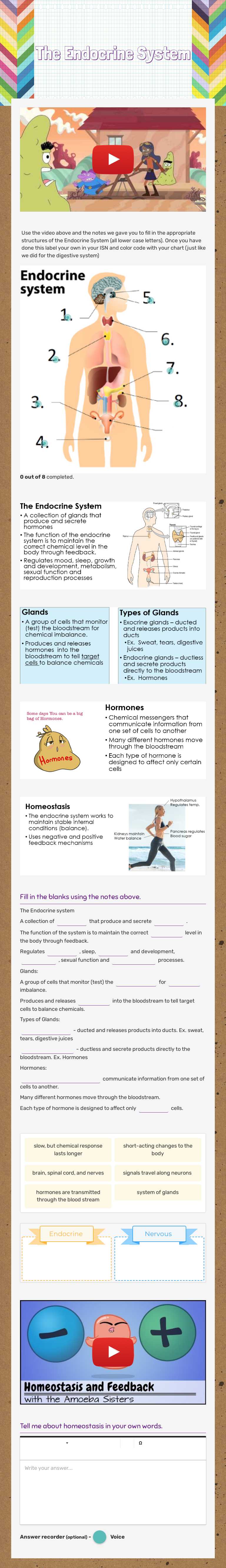 The Endocrine System by Gina Ham | Interactive Worksheet | Wizer.me