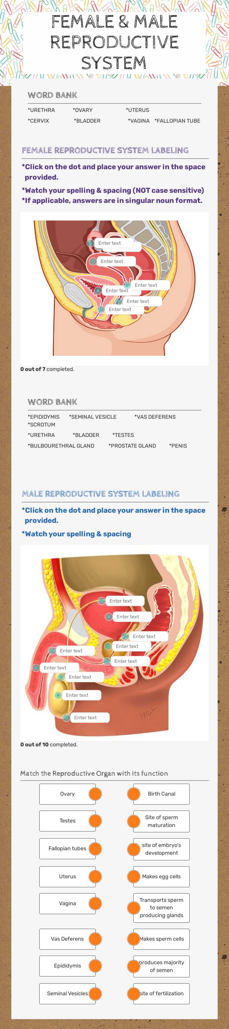 FEMALE & MALE REPRODUCTIVE SYSTEM by TAMARA COLLAR | Interactive ...