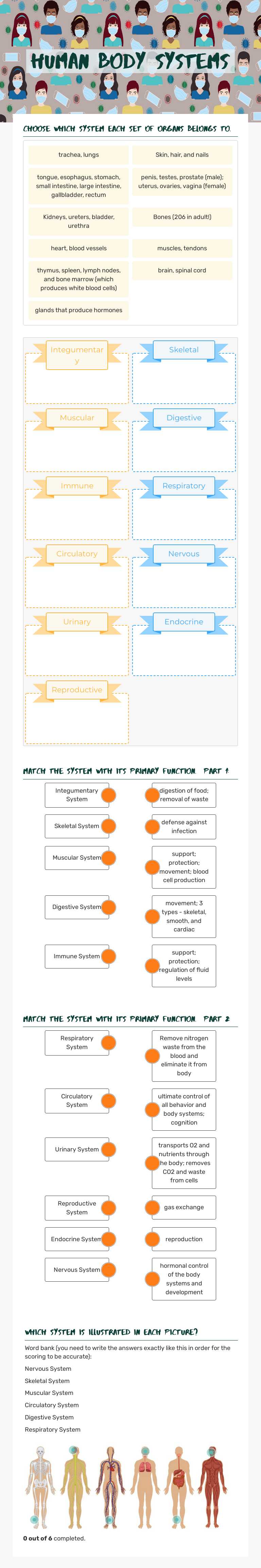 Human Body systems by Taylor Atkinson | Interactive Worksheet | Wizer.me