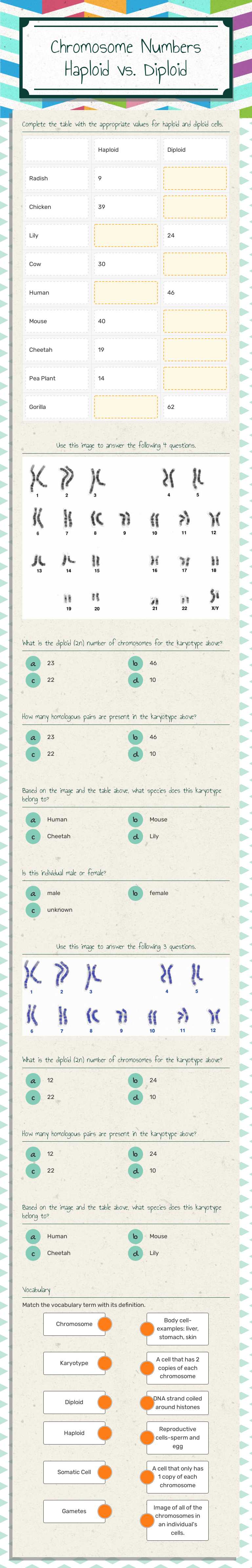 Chromosome Numbers Haploid vs. Diploid by Terica Chapman | Interactive ...