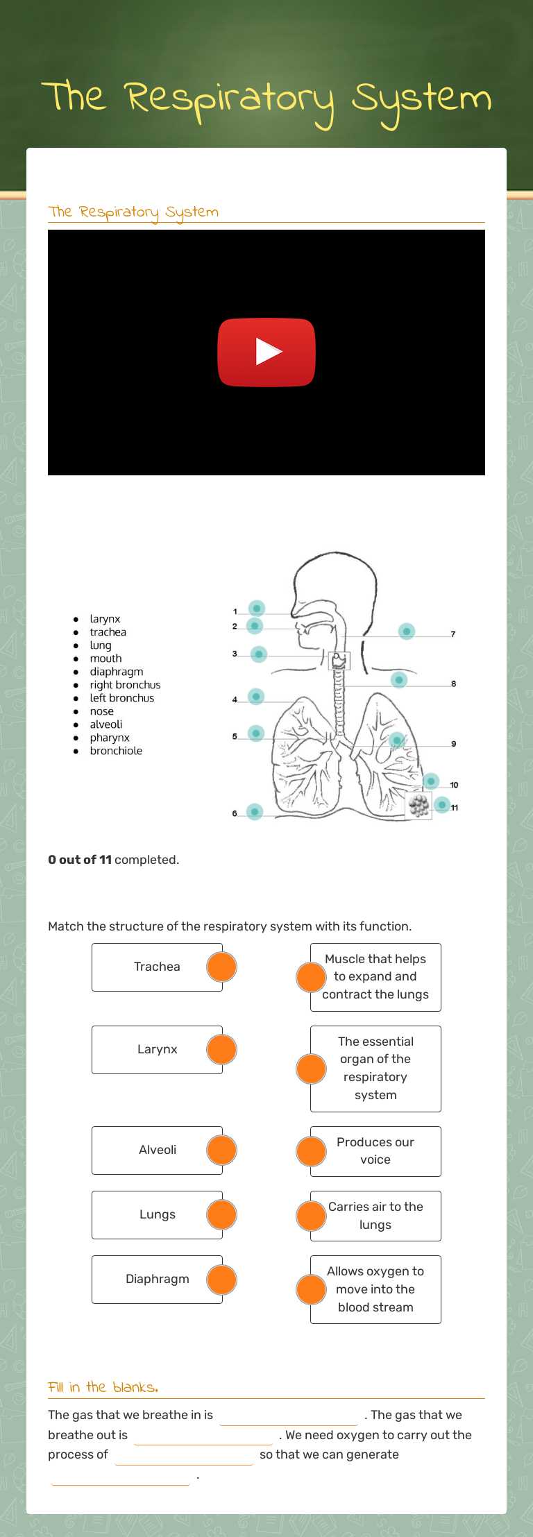 The Respiratory System by Macy Cole | Interactive Worksheet | Wizer.me