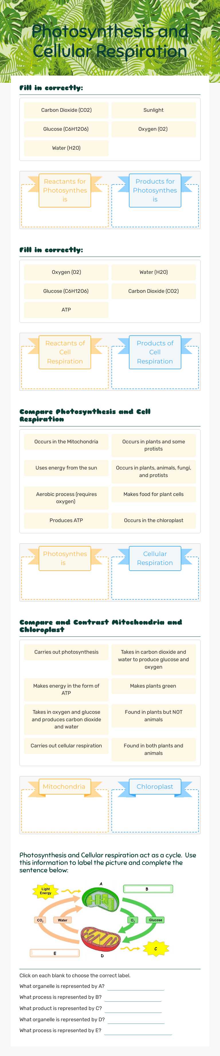 Master photosynthesis & cellular respiration: reactants, products, and ...
