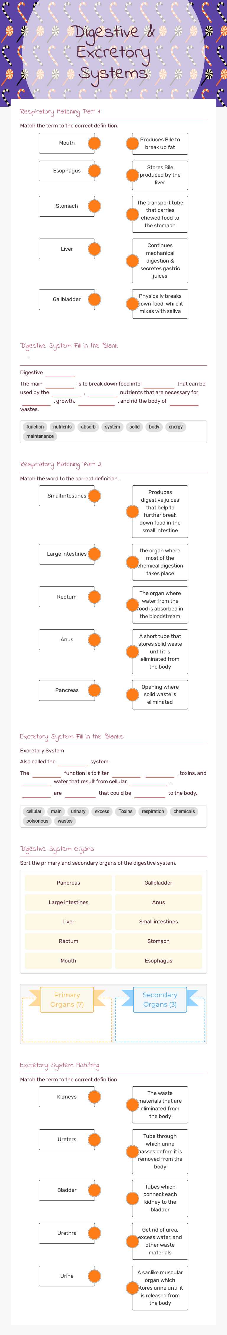 Digestive & Excretory Systems by Tessa Mitchell | Interactive Worksheet ...