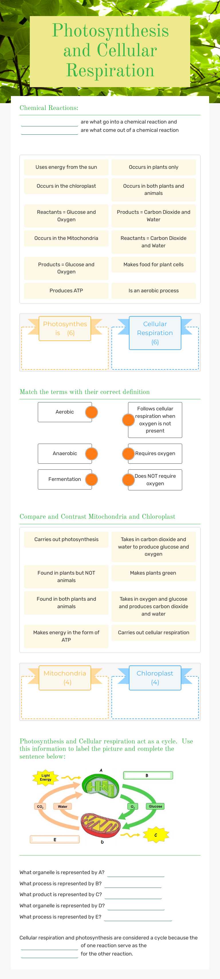 Photosynthesis and Cellular Respiration by Jake Grubb | Interactive ...