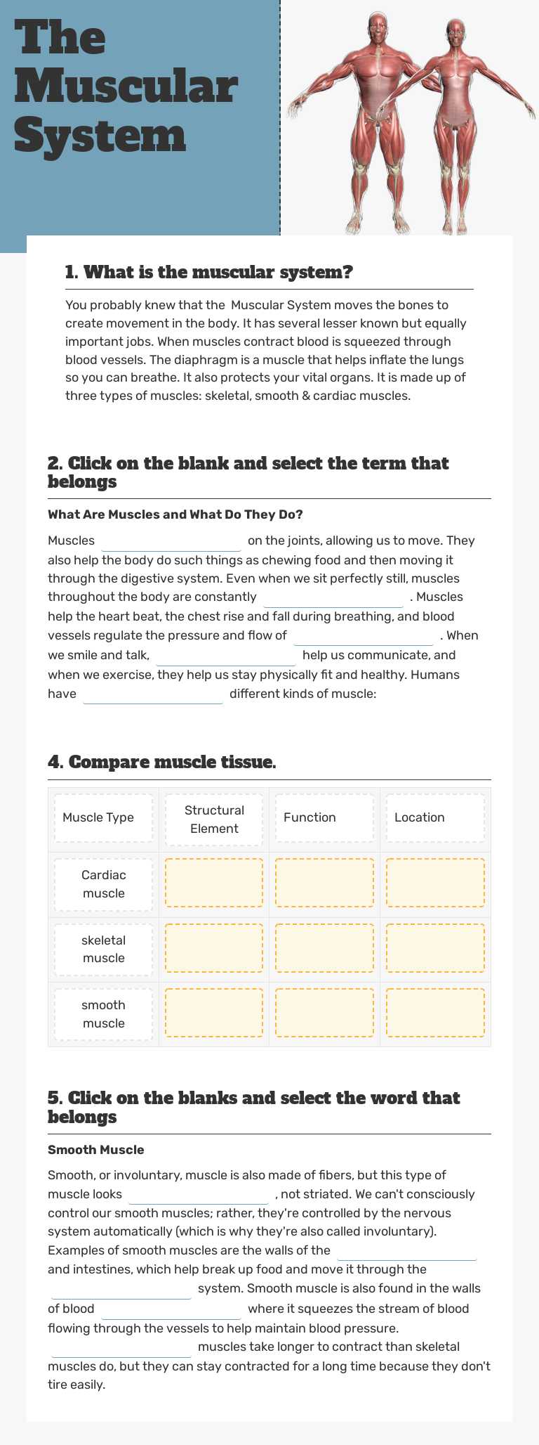 The Muscular System by Marie Kate Cepeda | Interactive Worksheet | Wizer.me
