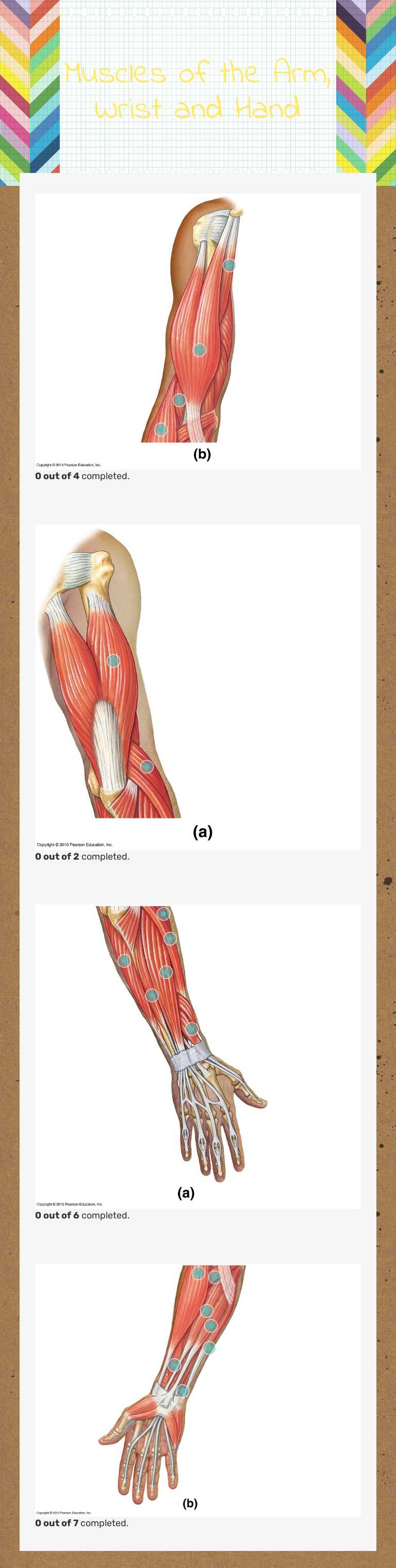 Master arm, wrist, and hand muscles! Identify key anatomy for biology ...