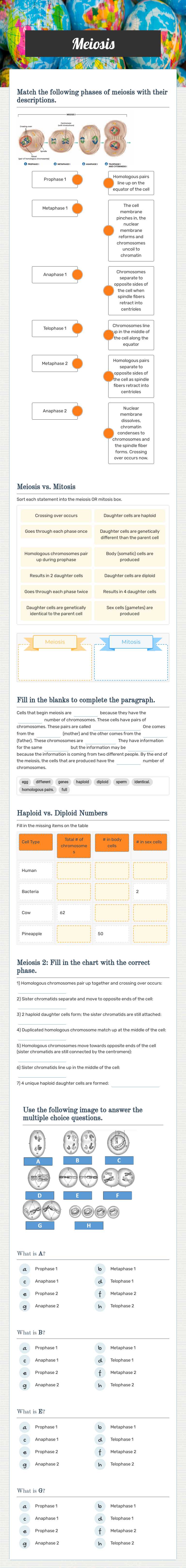 Meiosis by NORIZA BT AB TALIB Moe | Interactive Worksheet | Wizer.me