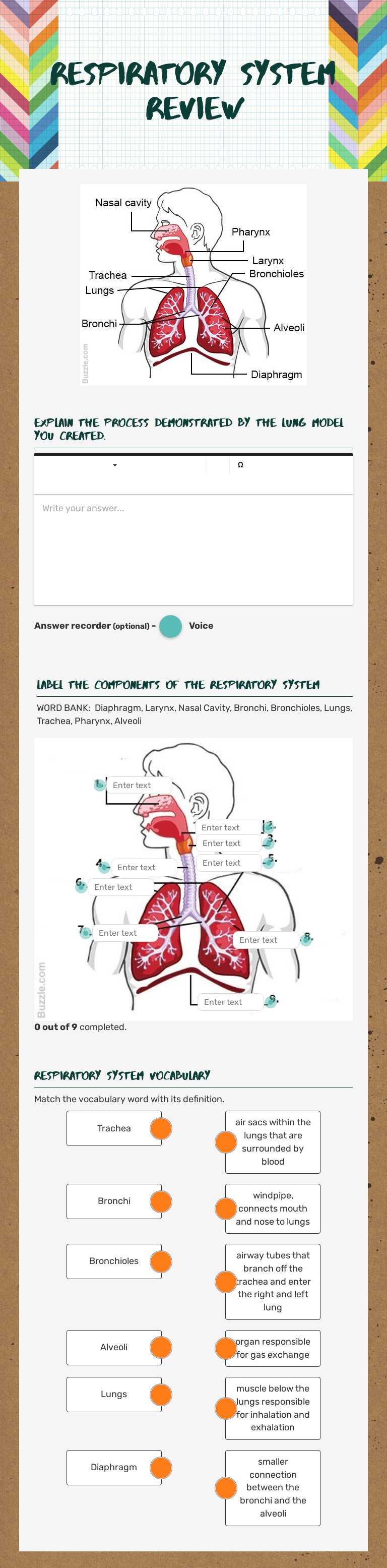 Review the respiratory system! Label its parts and match key vocabulary ...