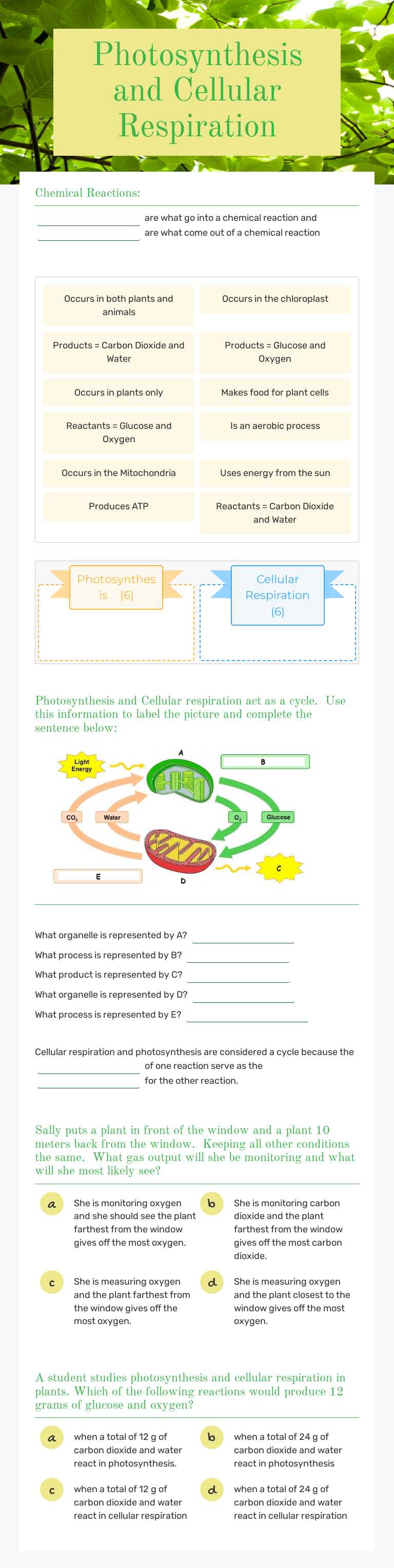 Photosynthesis and Cellular Respiration by Kassie Miller | Interactive ...