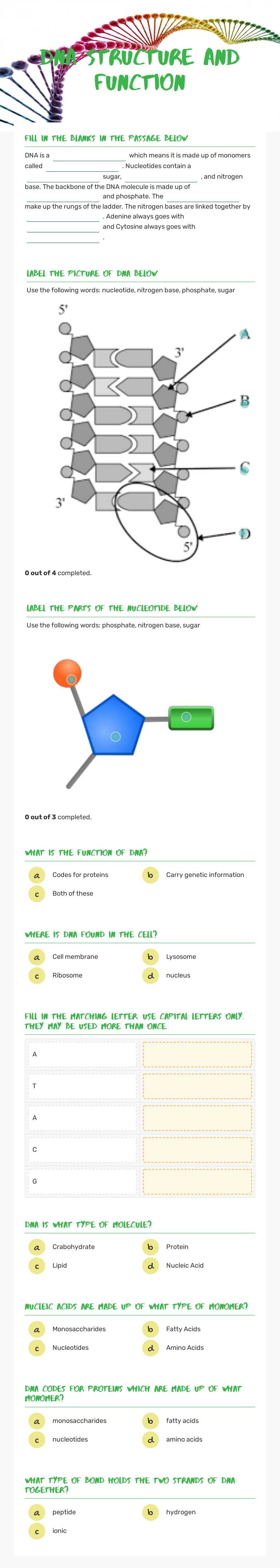 Unravel the secrets of DNA! Label its parts, understand its function ...