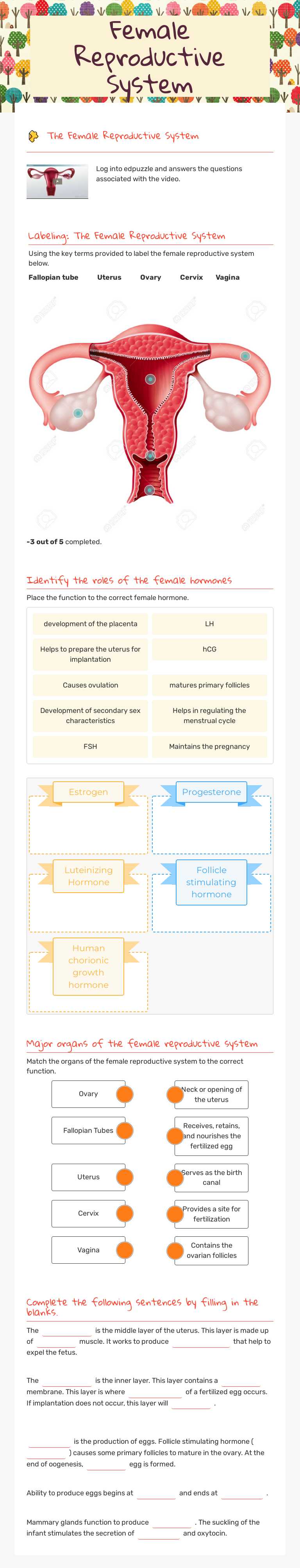 Female Reproductive System by Kathryn Niedbalec | Interactive Worksheet ...