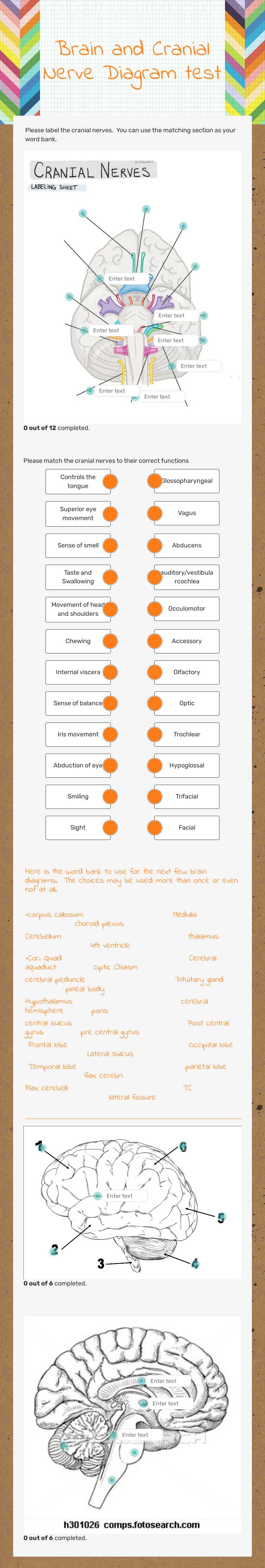 Brain and Cranial Nerve Diagram test by Melissa Palmer | Interactive ...