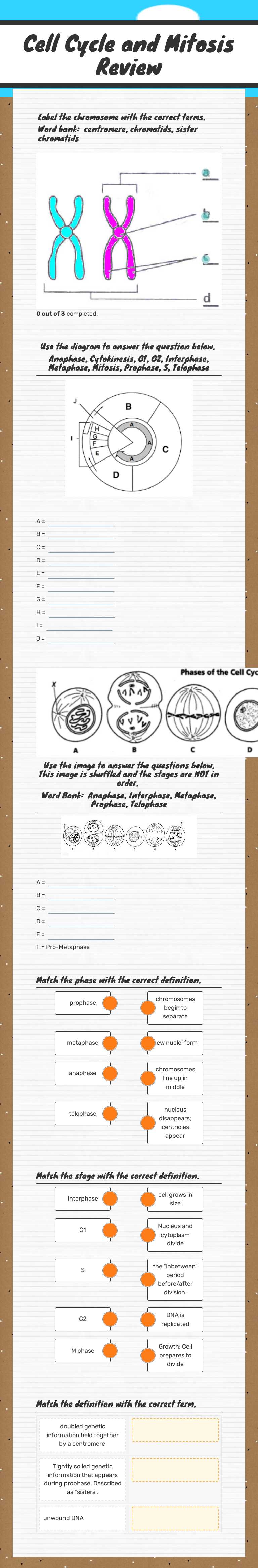 Cell Cycle and Mitosis Review by Christy Hogston | Interactive ...