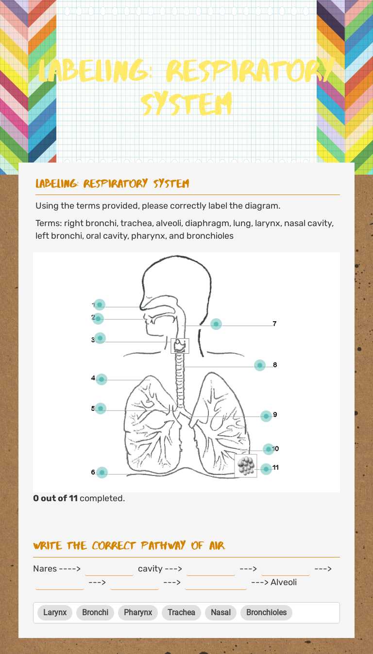 Label the respiratory system and learn the air pathway with this ...