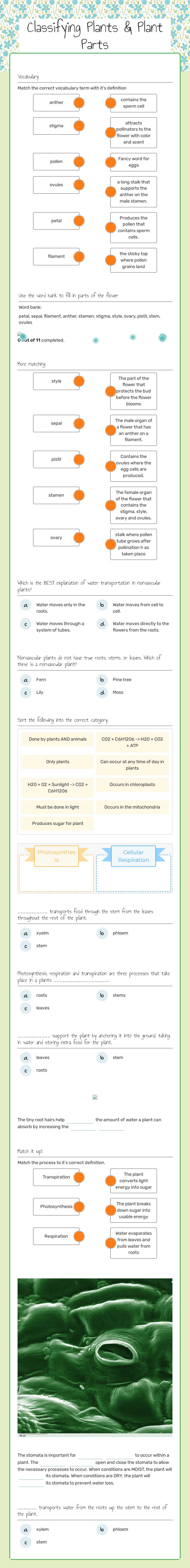 Learn plant parts, photosynthesis & more! | Classifying Plants & Plant ...