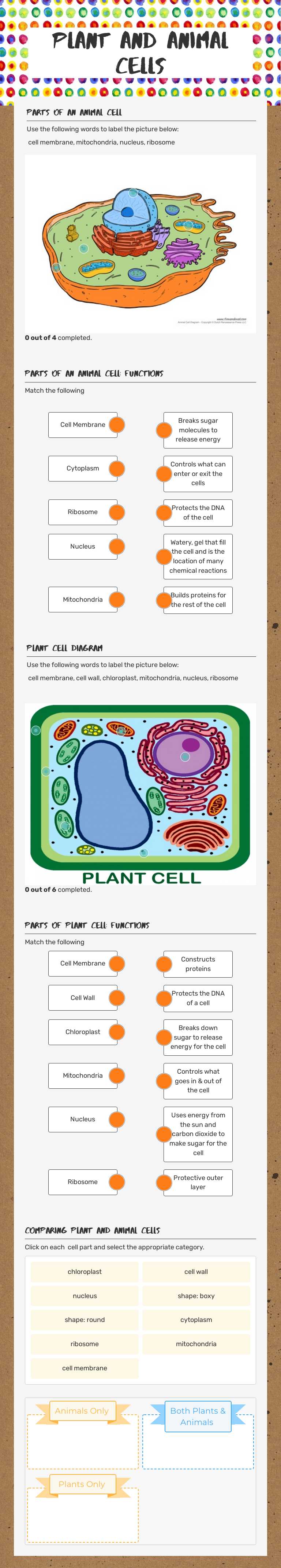 Learn plant and animal cell basics! Label diagrams and match functions ...