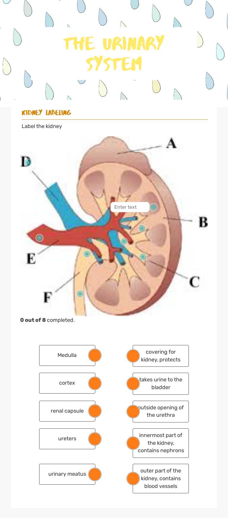 The Urinary system by TONYA JENKINS | Interactive Worksheet | Wizer.me