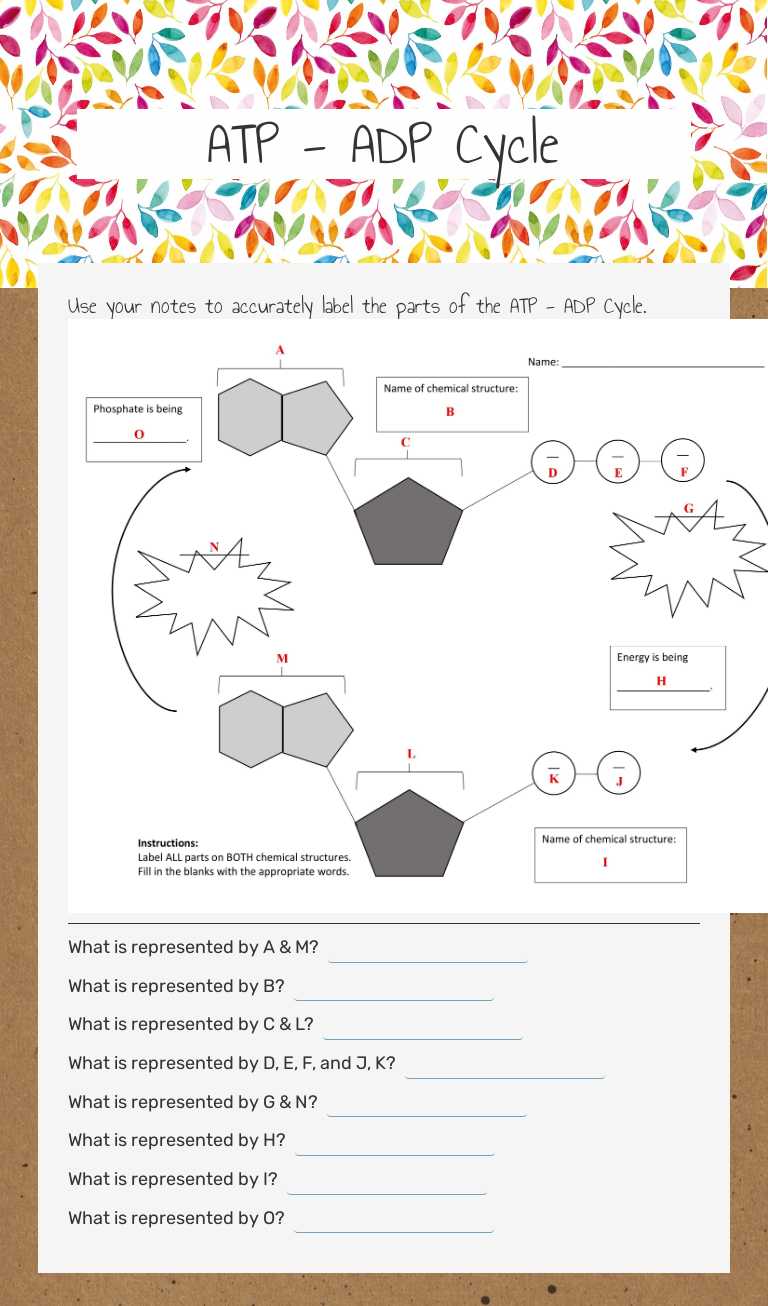 Label the ATP-ADP cycle diagram and learn about cell energy! | ATP ...