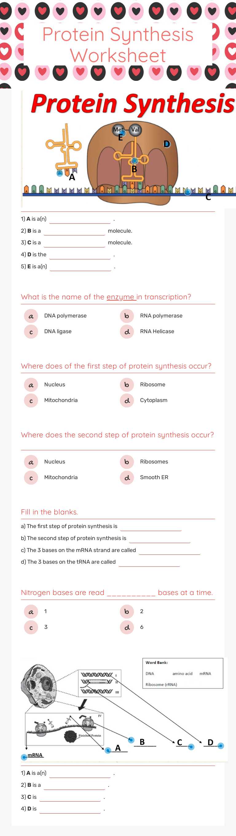 Protein Synthesis Worksheet by Tanner Maloof | Interactive Worksheet ...