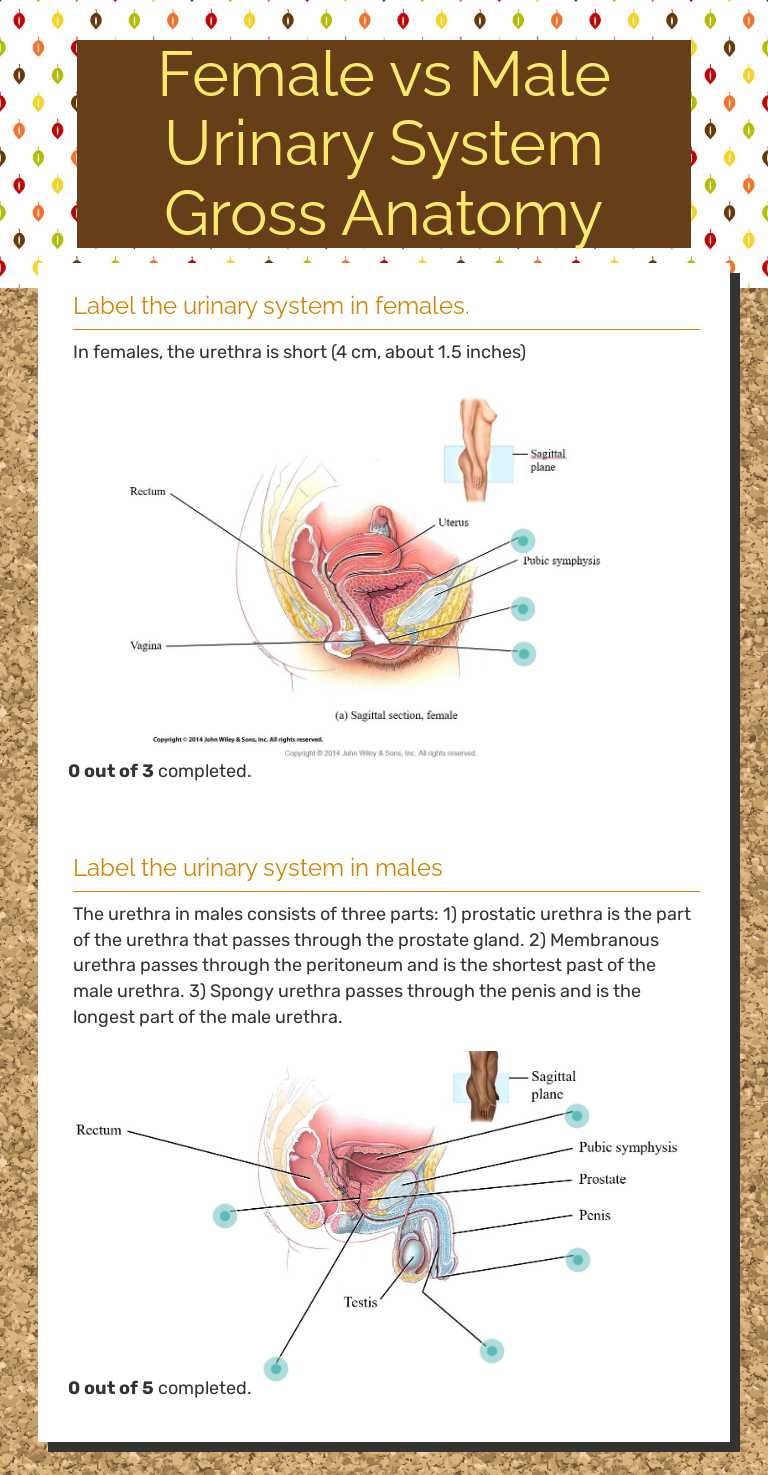 Female vs Male Urinary System Gross Anatomy by University of Arizona ...