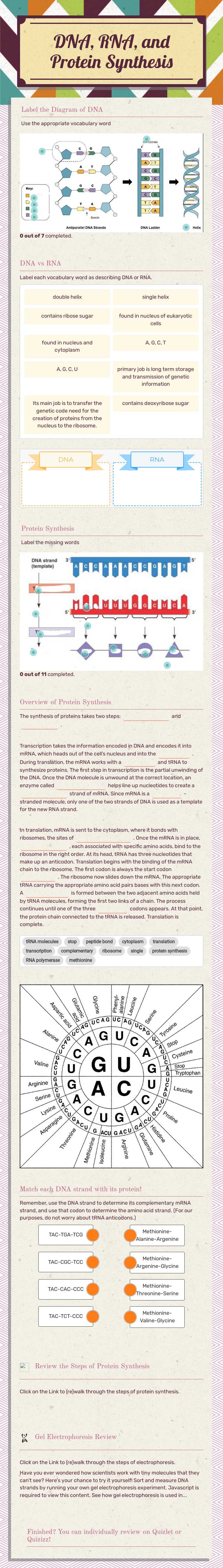 DNA, RNA, and Protein Synthesis by Rachel Herrmann | Interactive ...