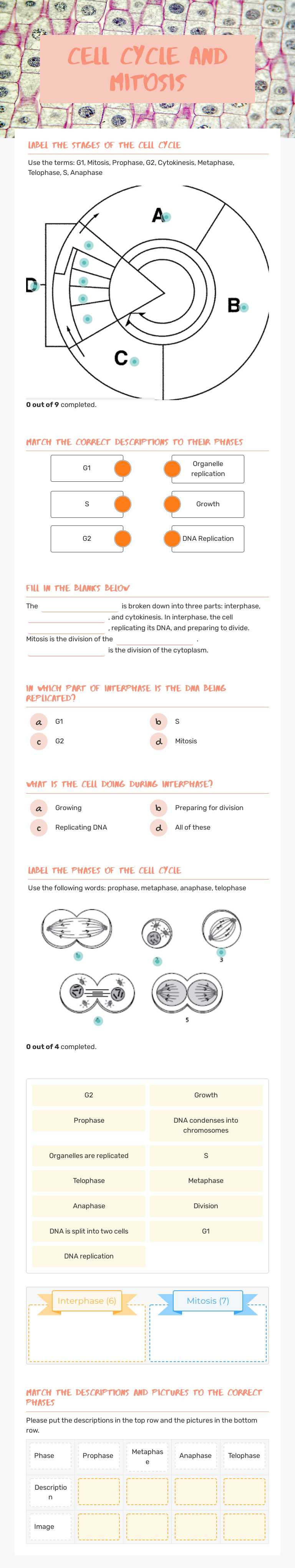 Cell Cycle and Mitosis by Melanie Schoonmaker | Interactive Worksheet ...