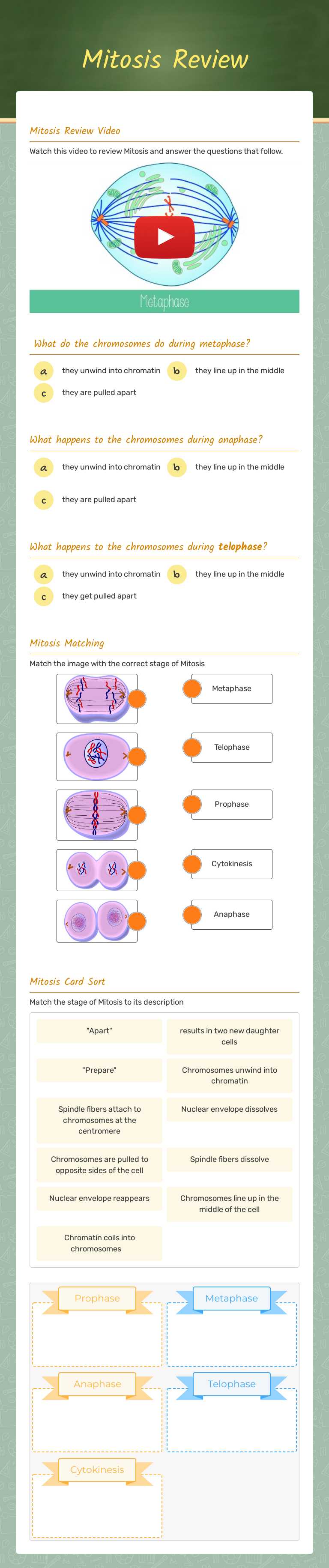 Master Mitosis! Review stages, chromosome actions, and key terms with ...