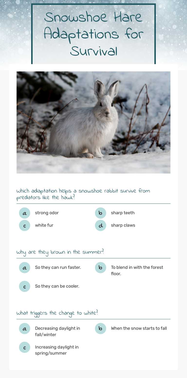 Discover snowshoe hare adaptations for survival! Learn about camouflage ...