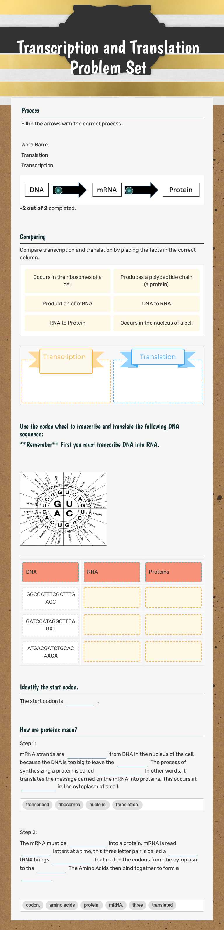 Master DNA to protein synthesis! Practice transcription and translation ...