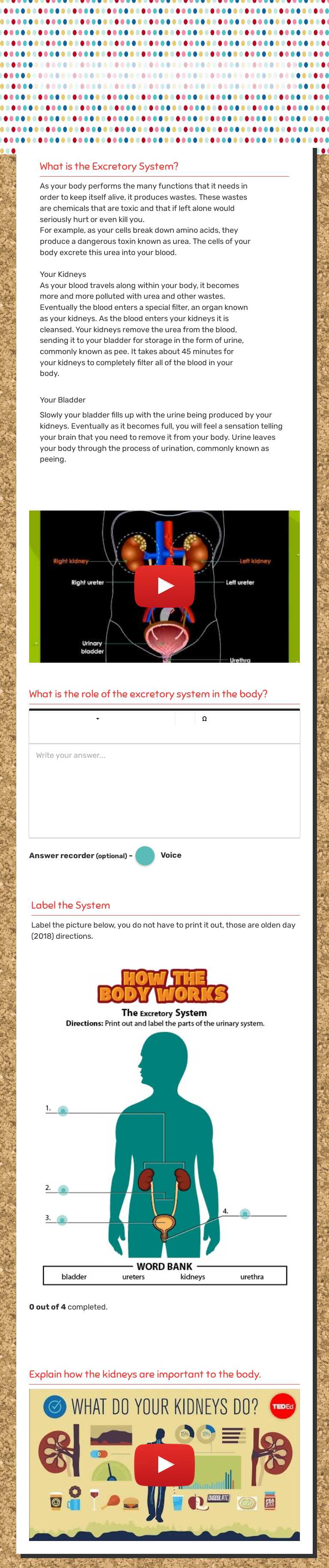The excretory System by Jose Pardo | Interactive Worksheet | Wizer.me