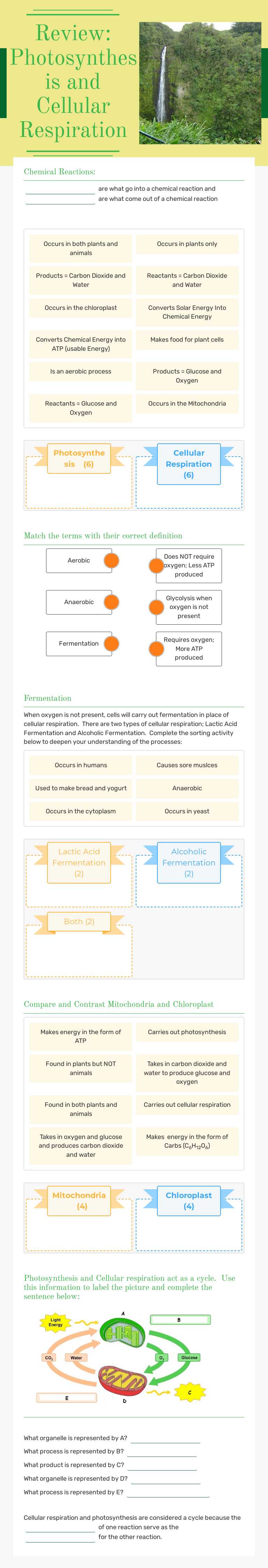 Review: Photosynthesis and Cellular Respiration by Brian Gallagher ...