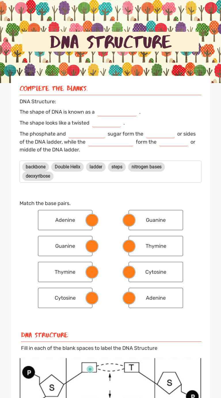 DNA Structure | Interactive Worksheet by Tanner Maloof | Wizer.me