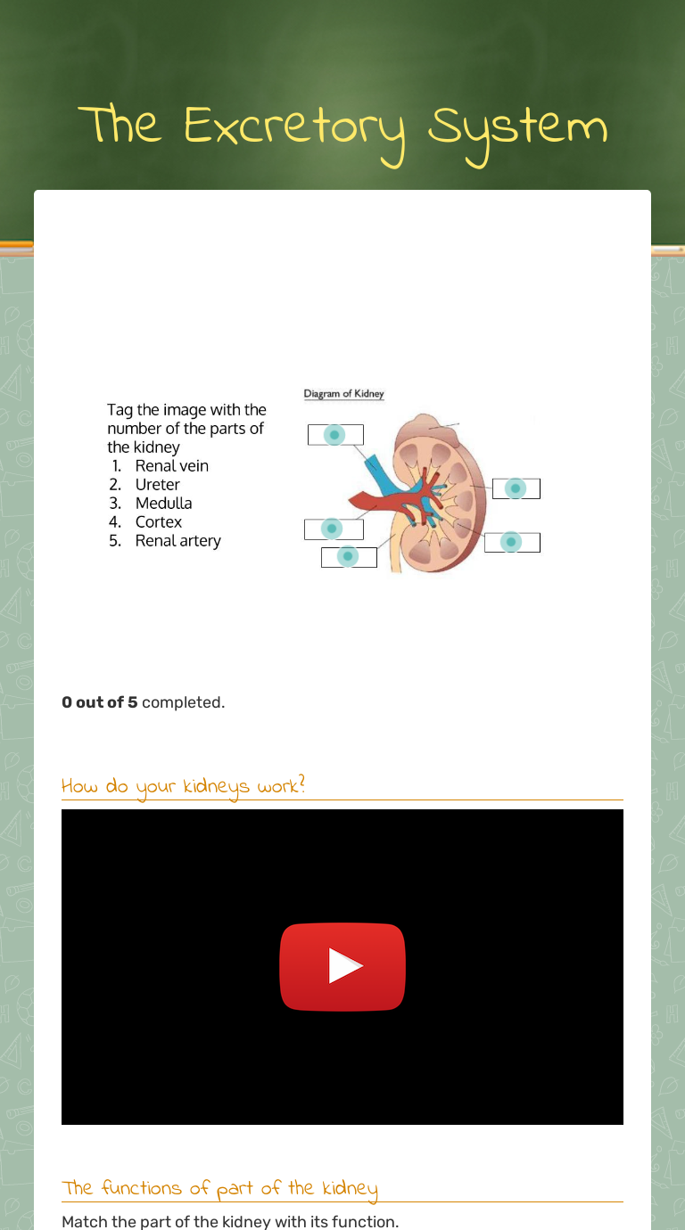 Excretory System Worksheet Pdf